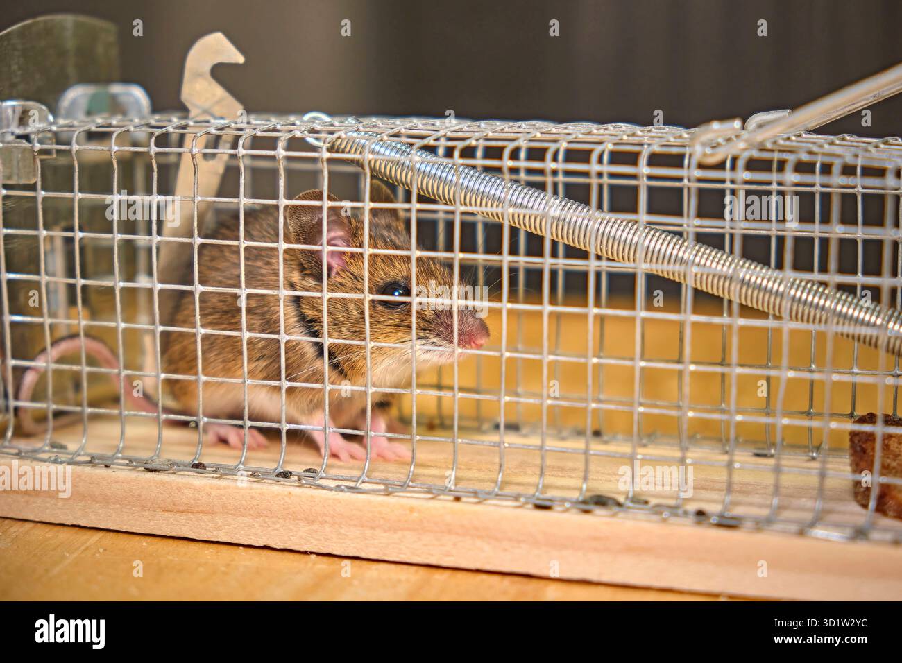 Hausmaus Mus musculus . Hausmaus Mus musculus in einer Lebendfalle ...