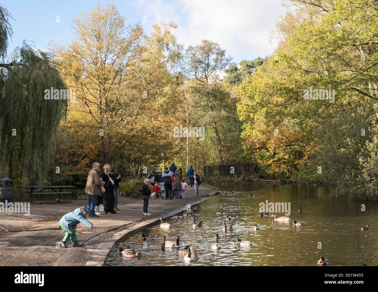 People feeding ducks on the lake in Bramhall Park with a background of ...