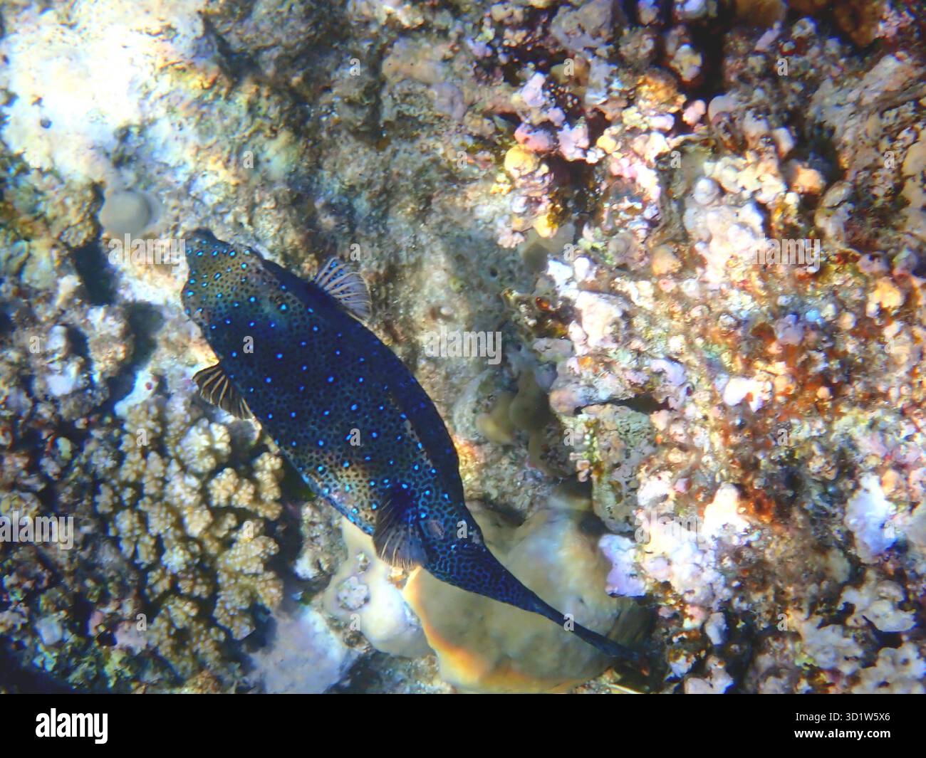 Blue spotted boxfish over coral reef in egypt Stock Photo - Alamy