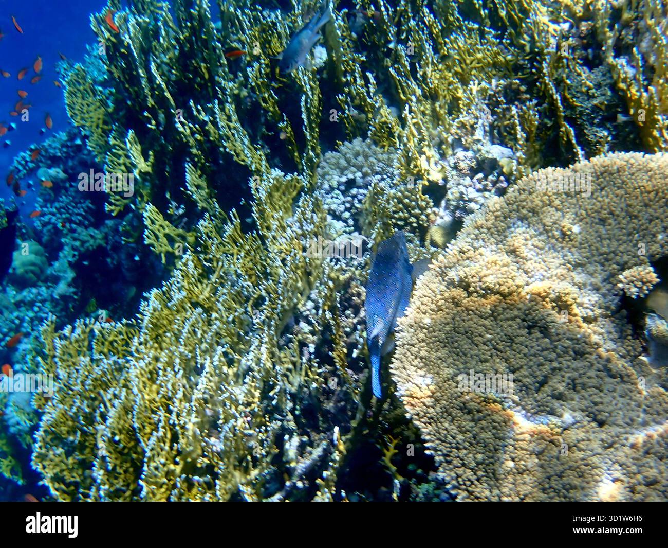 Blue spotted boxfish over coral reef in egypt Stock Photo - Alamy