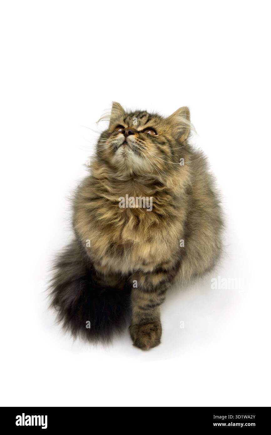 Muzzle cute british kitten Cut Out Stock Images & Pictures - Alamy