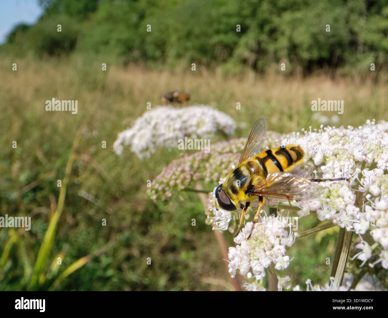 Batman hoverfly (Myathropa florea) nectaring from a Wild Angelica ...