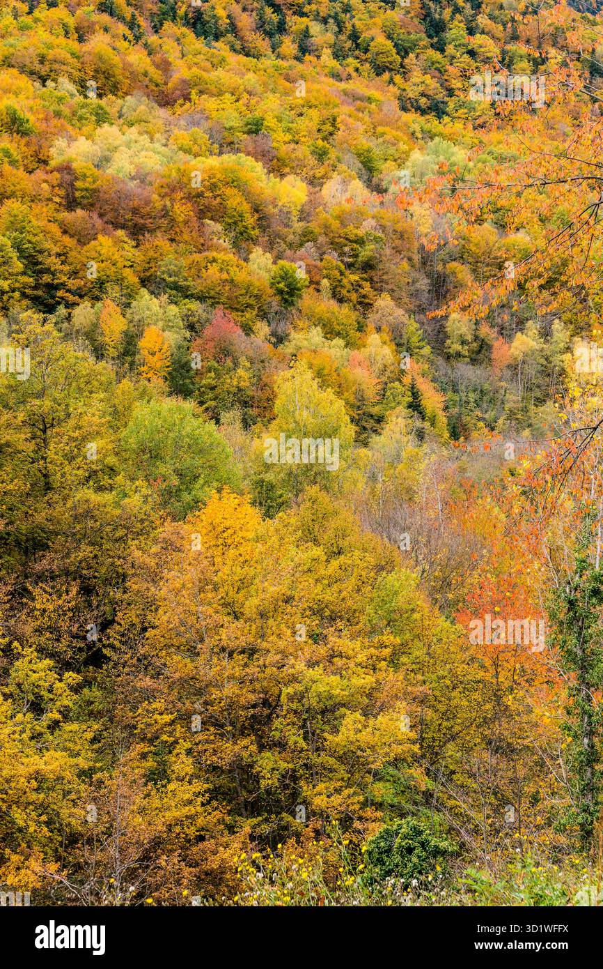 Lin tal hi-res stock photography and images - Alamy