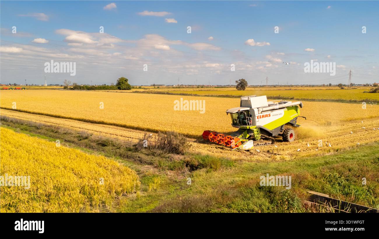 Combine harvester cutting ripe rice crops during harvest season in ...