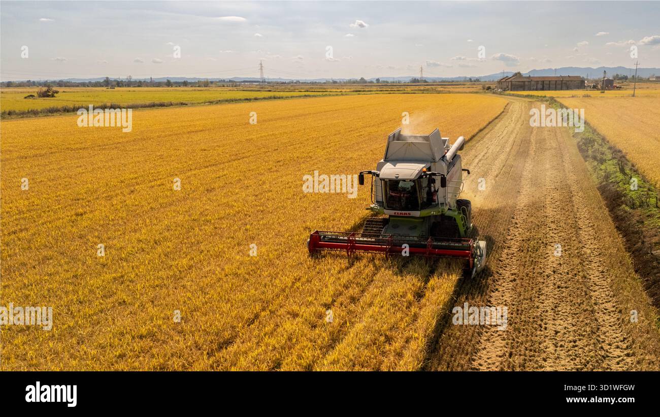 Aerial drone view of a combine harvester working in golden rice fields ...