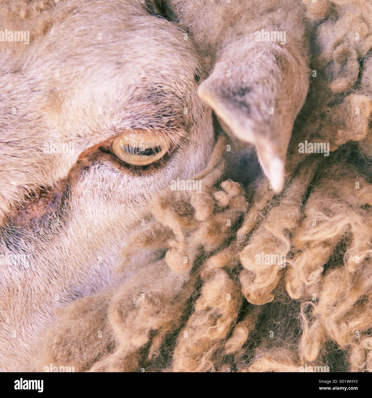 Sad kulunda breeding sheep. Meat and fur farm production. Animal head ...
