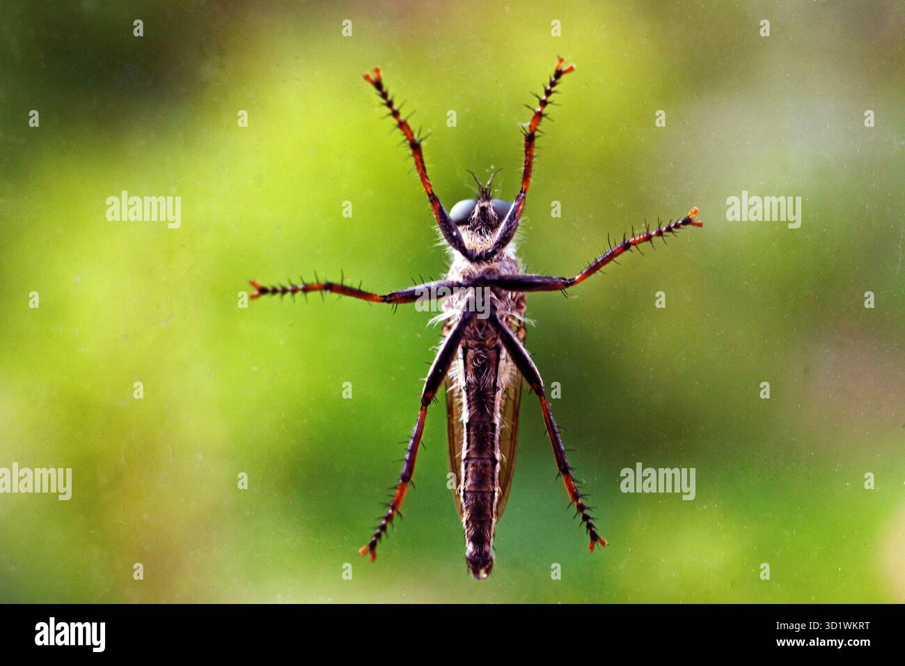 Insekt01tif hi-res stock photography and images - Alamy