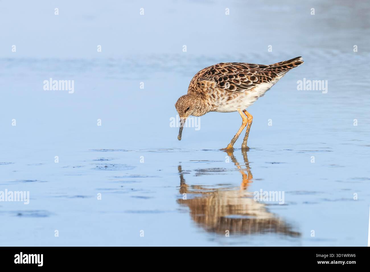 Ruff water bird (Philomachus pugnax) Ruff in water Stock Photo - Alamy