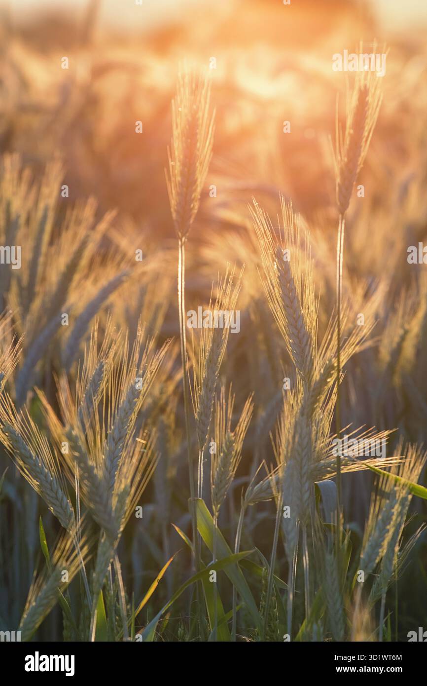 Wheat ears under the sunshine. Sun shining through ripe wheat Stock ...