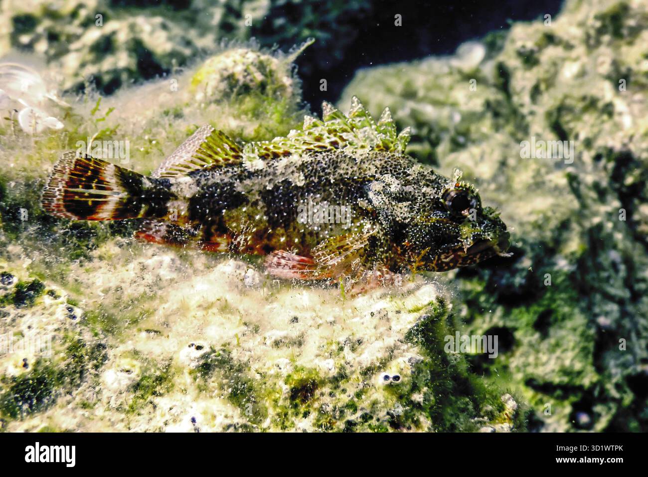 Scorpaena notata hi-res stock photography and images - Alamy