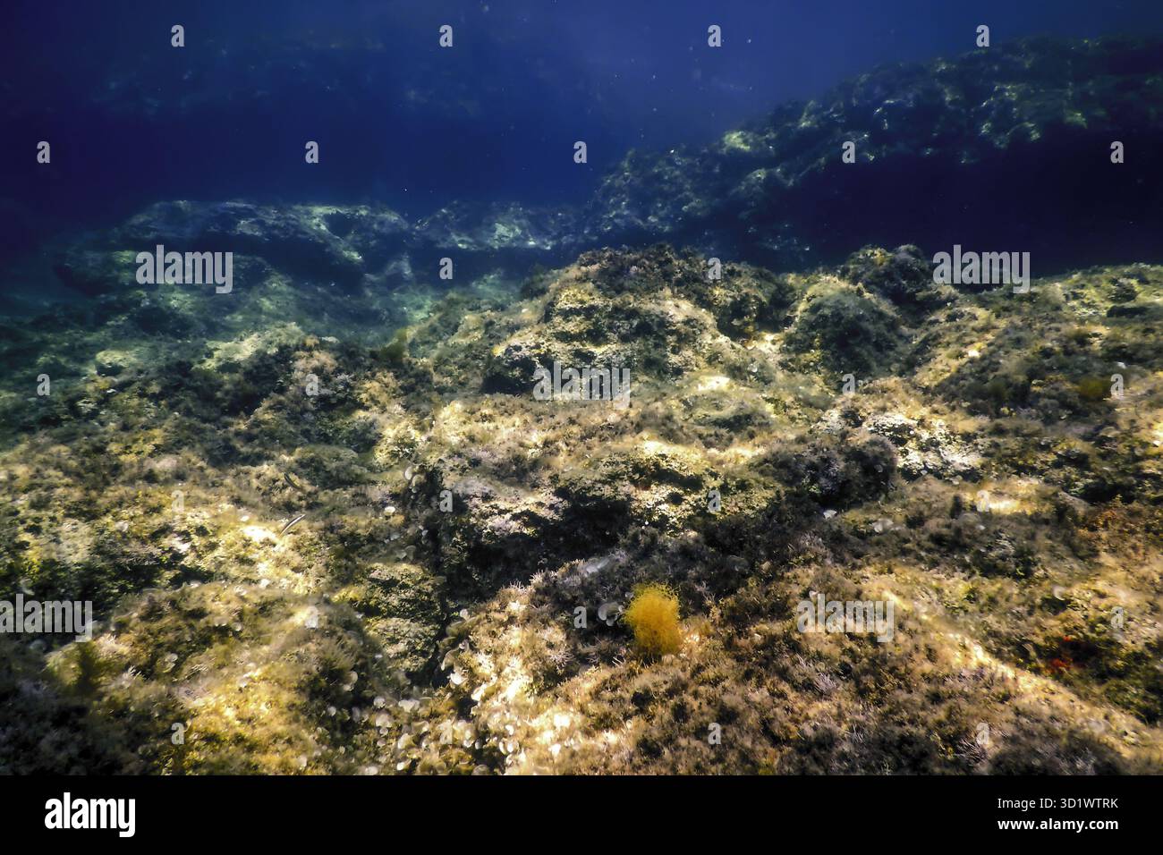 Bottom ocean underwater world hi-res stock photography and images - Alamy