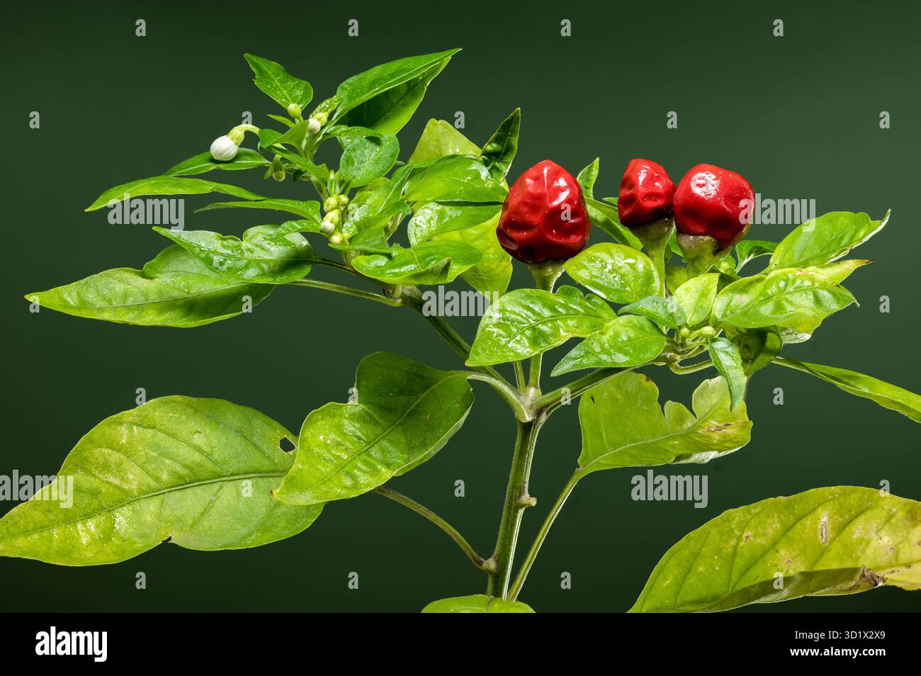 Ornamental pepper aladdin on hi-res stock photography and images - Alamy