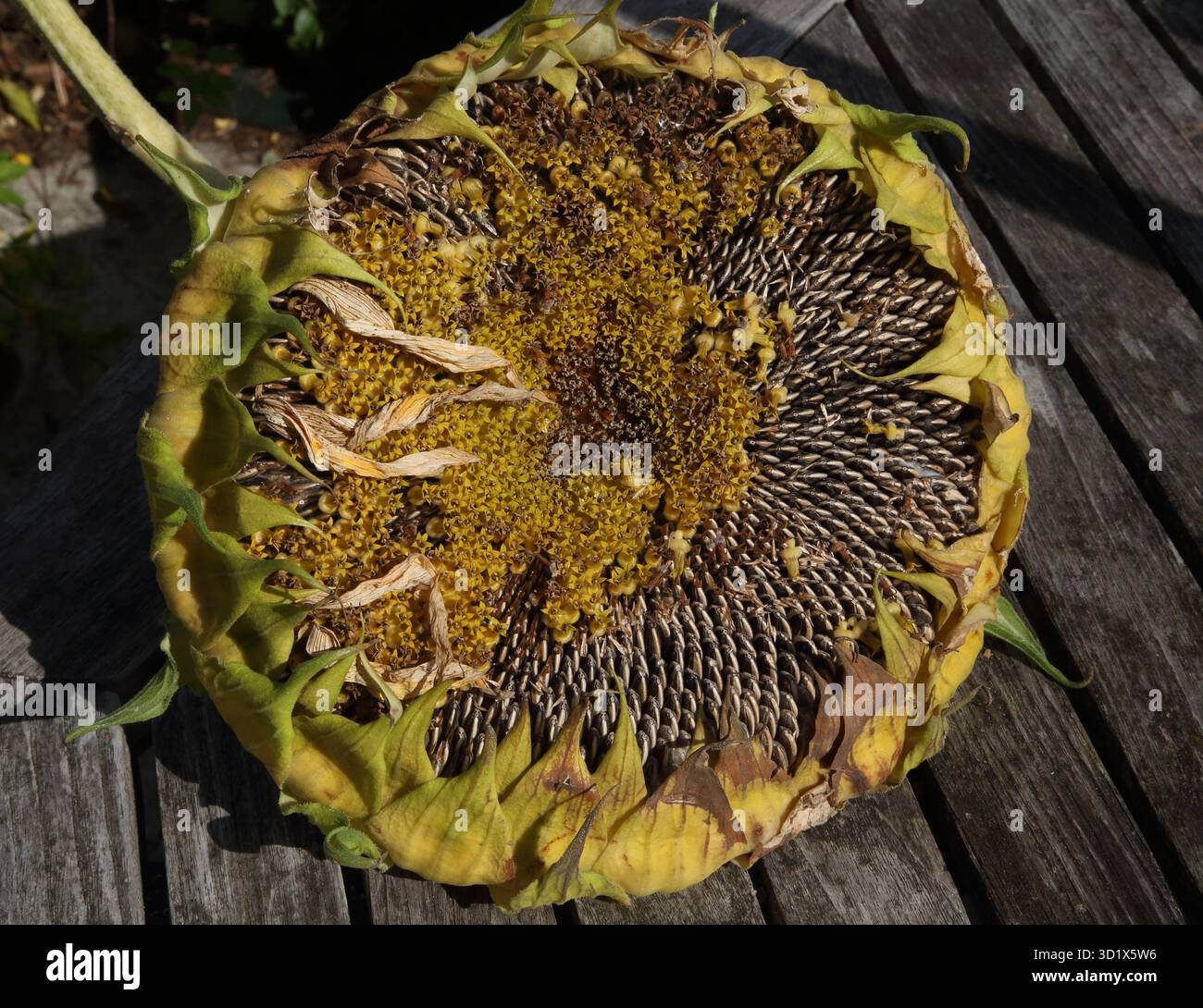Mongolian Giant Sunflower Head showing seeds in October in garden ...