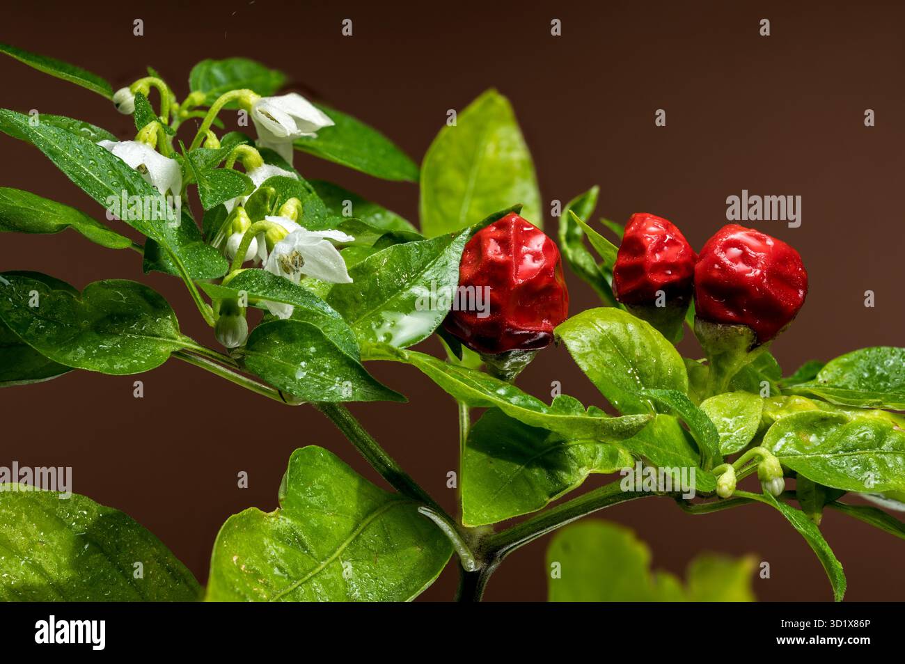 Ornamental pepper Aladdin on a brown background Stock Photo - Alamy