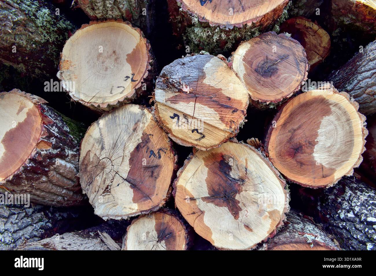 Tree trunk cross sections showing natural wood grain patterns Stock ...