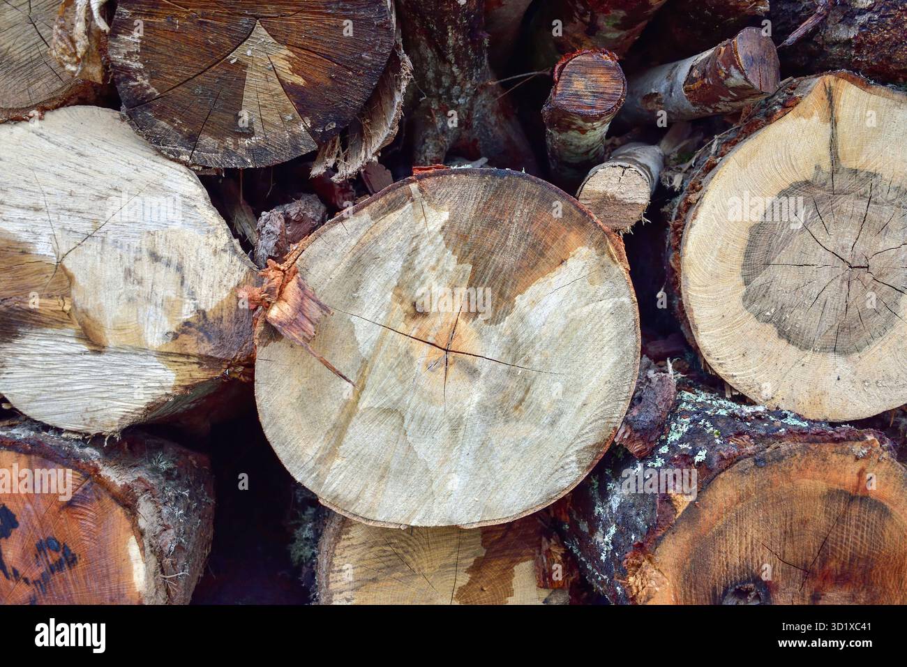 Tree trunk cross sections showing natural wood grain patterns Stock ...
