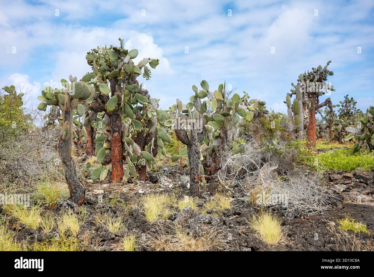 Giant prickly pear cactus on Santa Cruz Island, Galapagos National Park ...