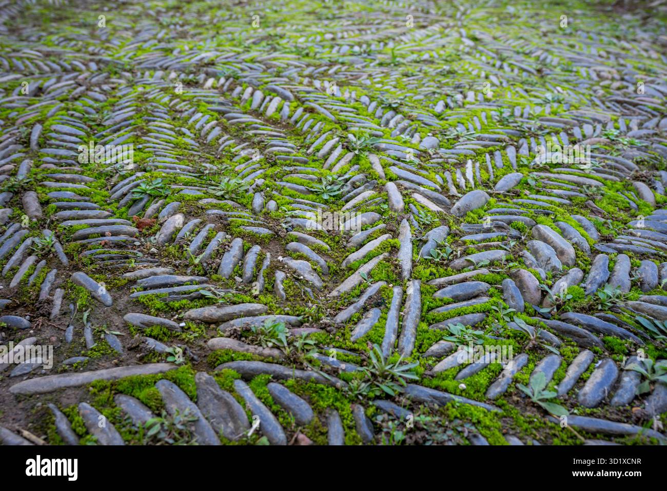 traditional paving forming branches with leaves and flowers, Monastery ...
