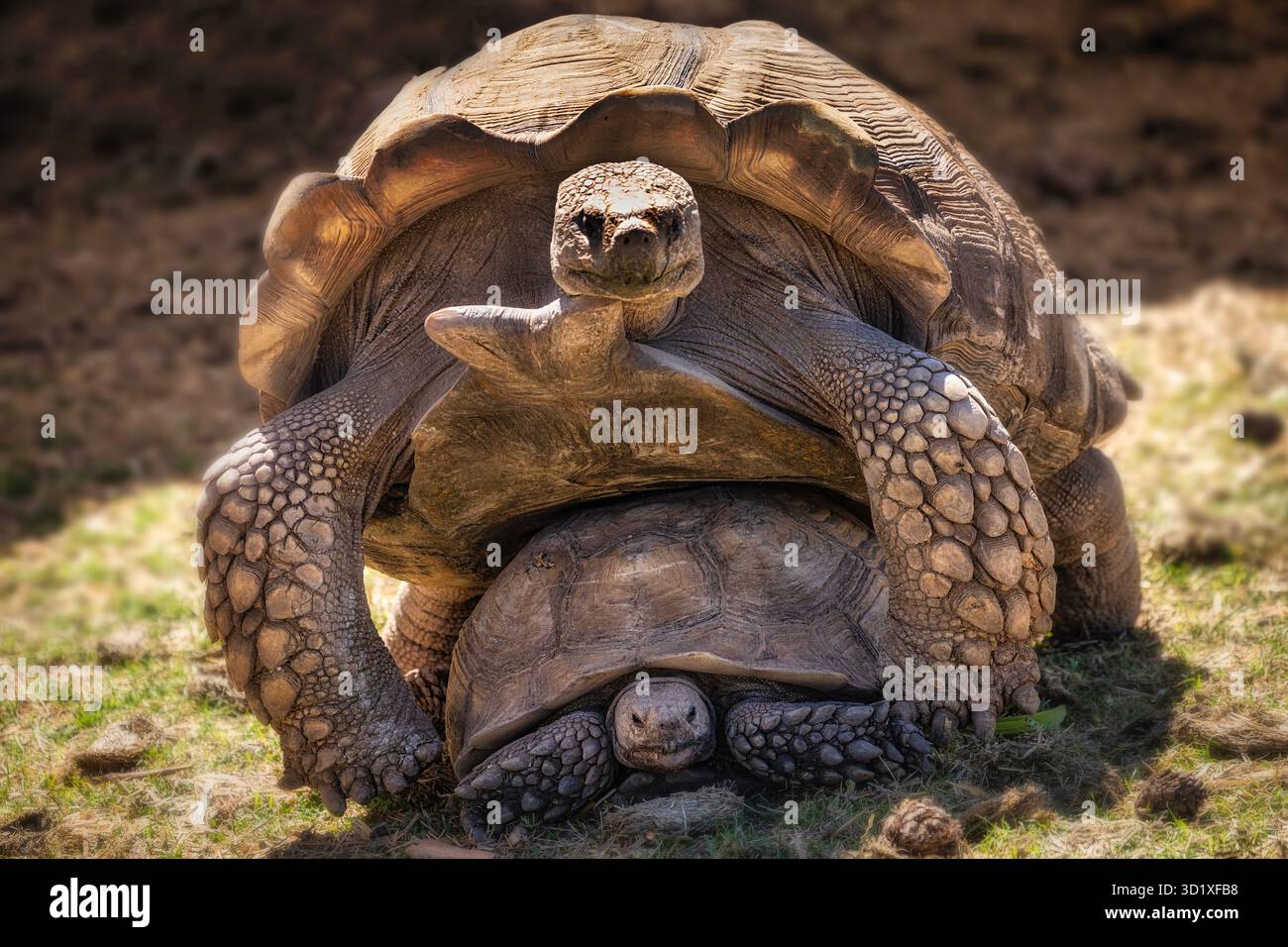 A pair of sonoran desert tortoises near Phoenix, Arizona Stock Photo ...