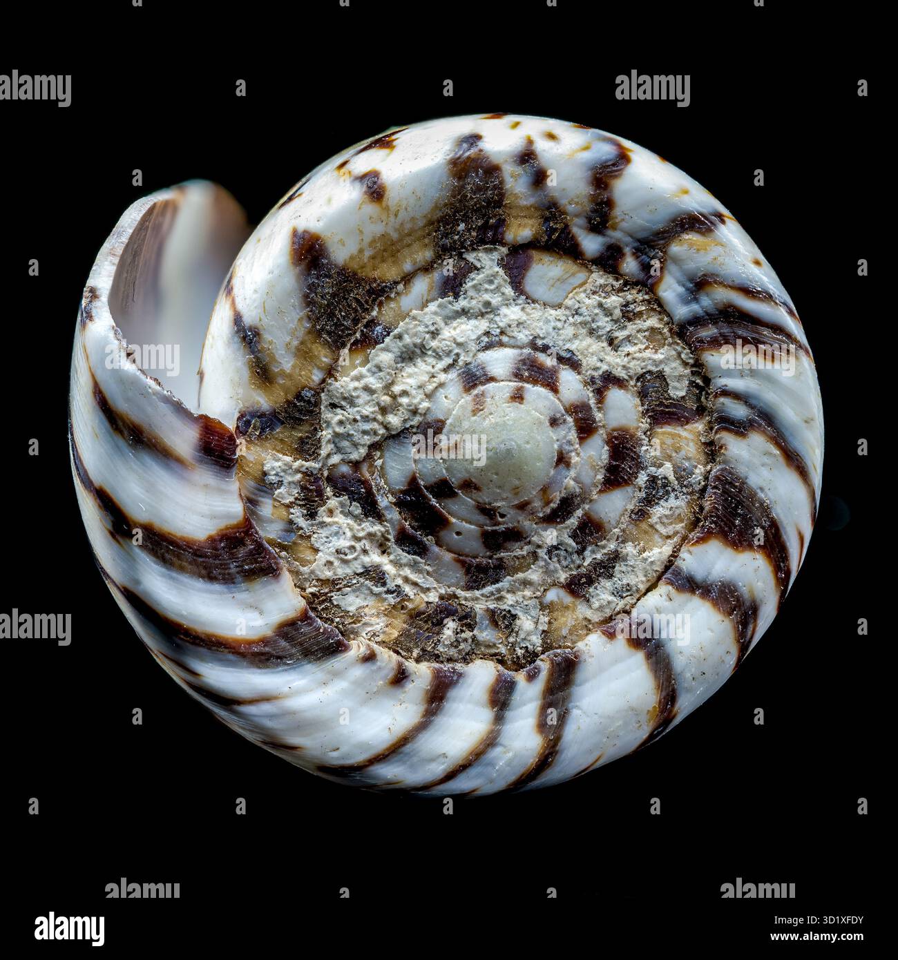 Rare shell species hi-res stock photography and images - Alamy