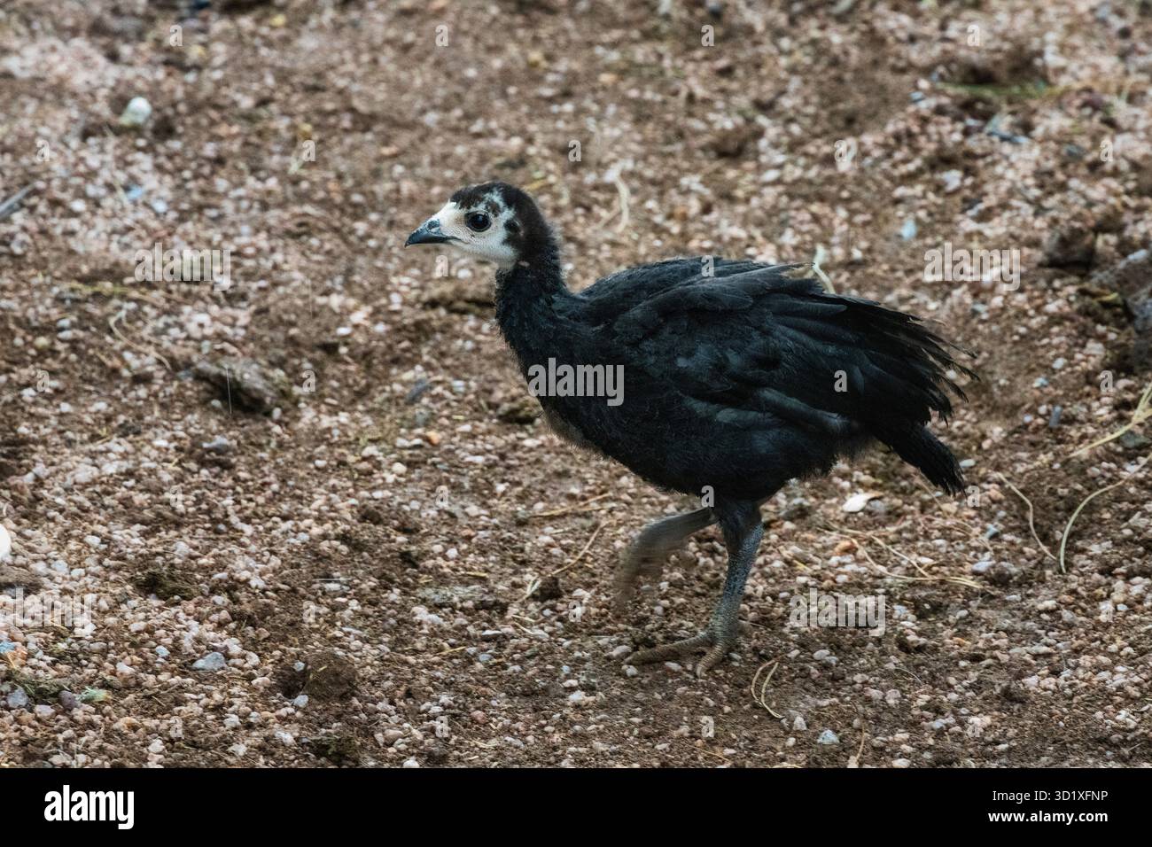 A baby turkey running through the farm land Stock Photo - Alamy