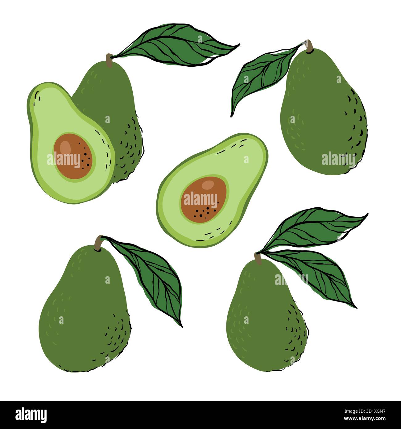 Tropical set green avocados and avocado slices. Hand drawn avocados ...