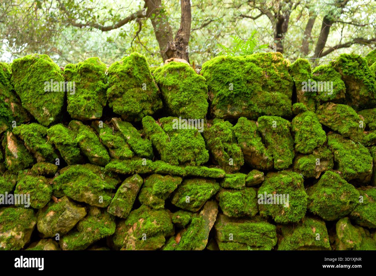 Lichen covered rocks mountains hi-res stock photography and images - Alamy