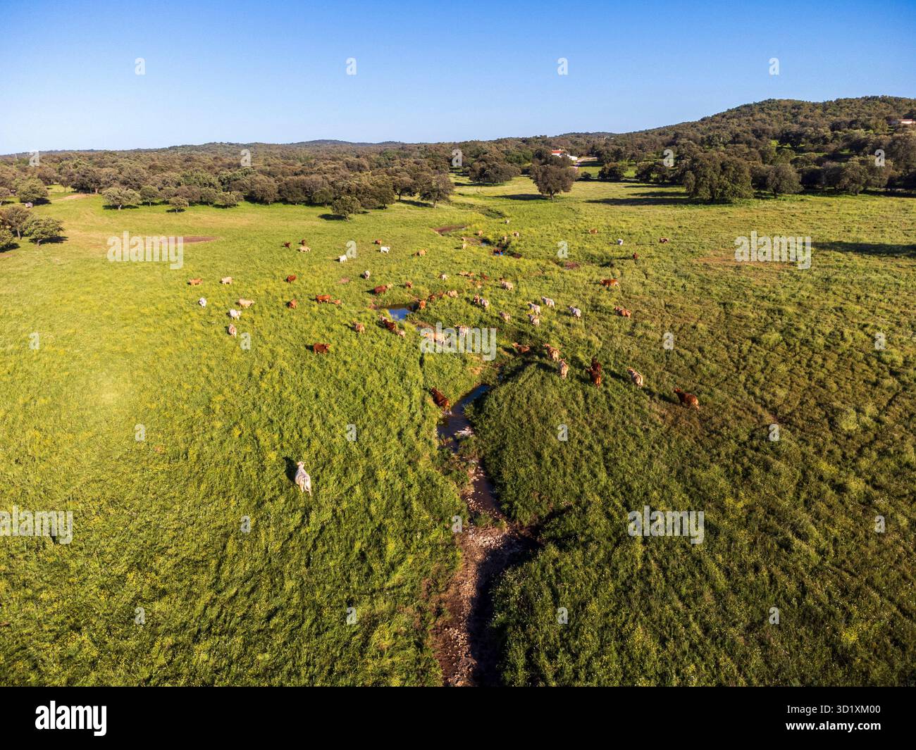 Aerial view of the grasslands near San Nicolás del Puerto Stock Photo ...