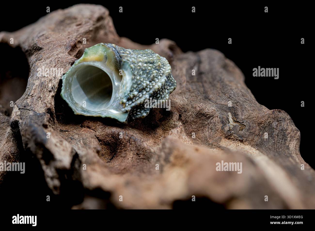 Blue Spiky Seashell on Driftwood Stock Photo - Alamy