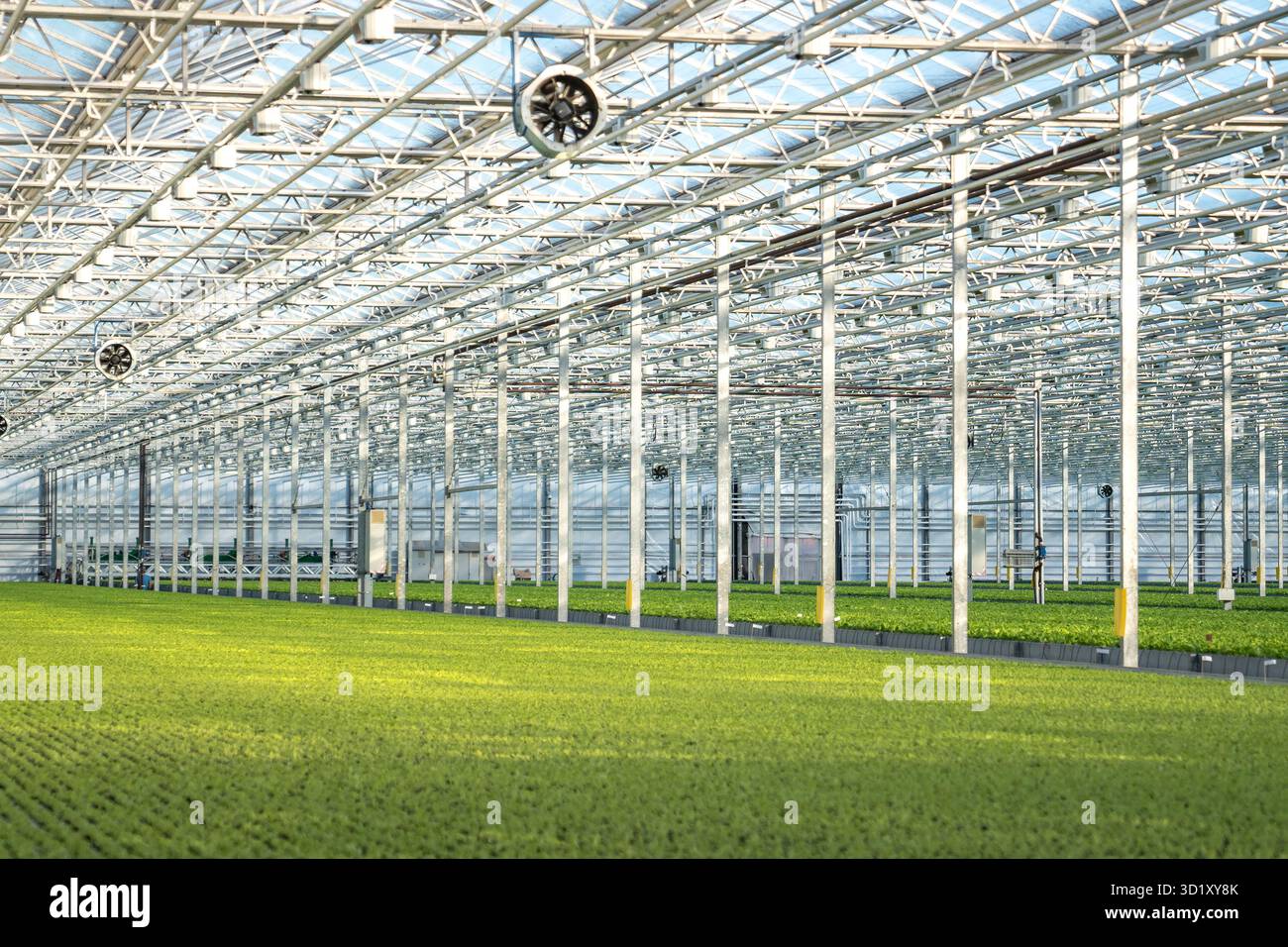 Growing Frillice lettuce in smart hothouse with automated irrigation ...