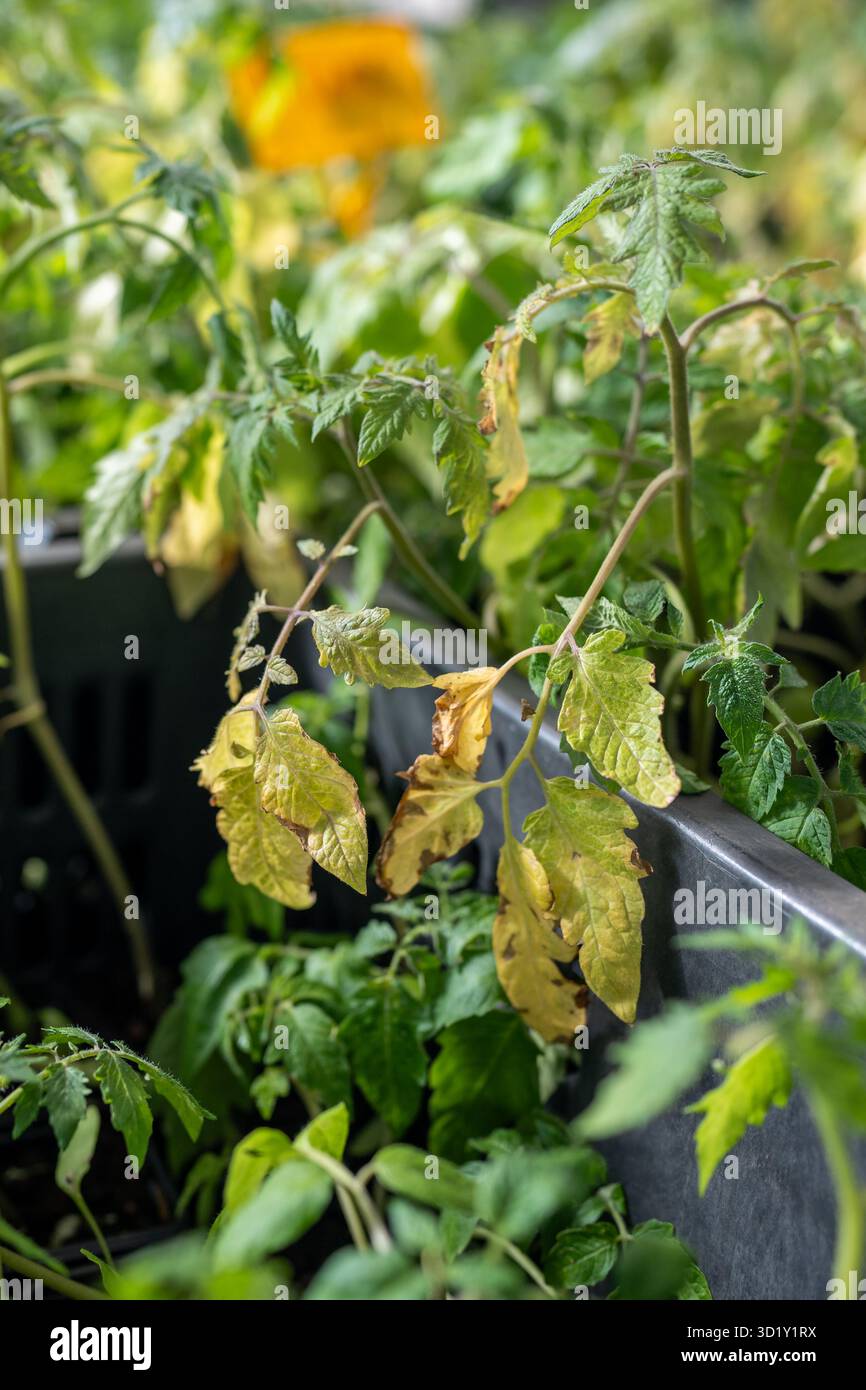 Fungal diseases of tomato leaves, septoria leaf spot, late blight Stock ...