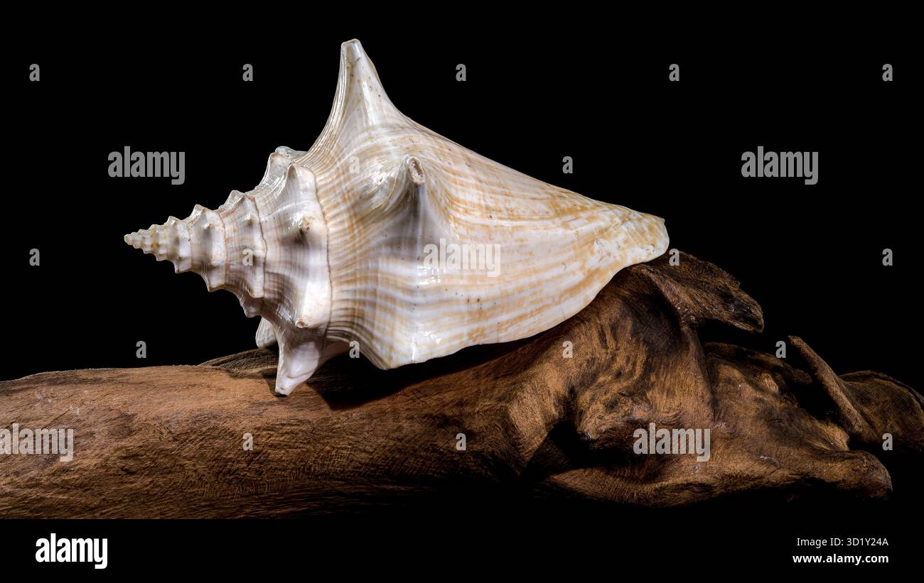Shell on beach strombus gigas hi-res stock photography and images - Alamy