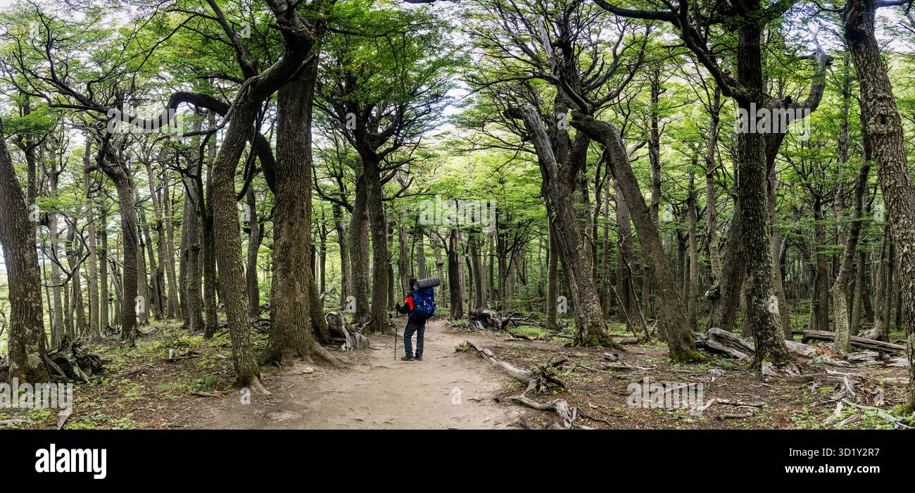 Crossing the forest trekking W, Ascencio Valley, Torres del Paine ...
