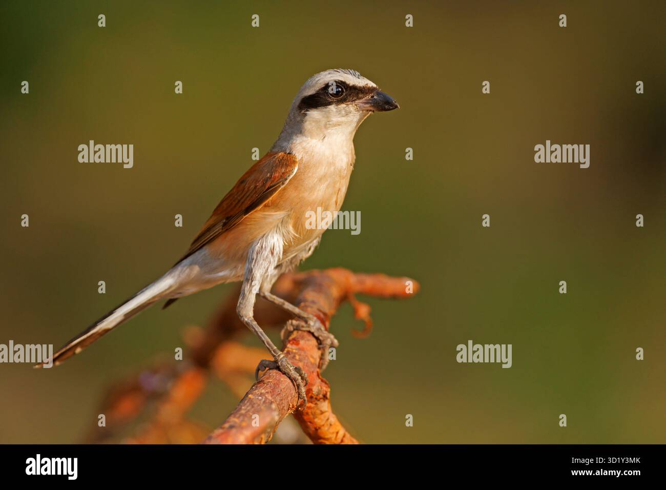 The red-backed shrike (Lanius collurio) is a carnivorous passerine bird ...