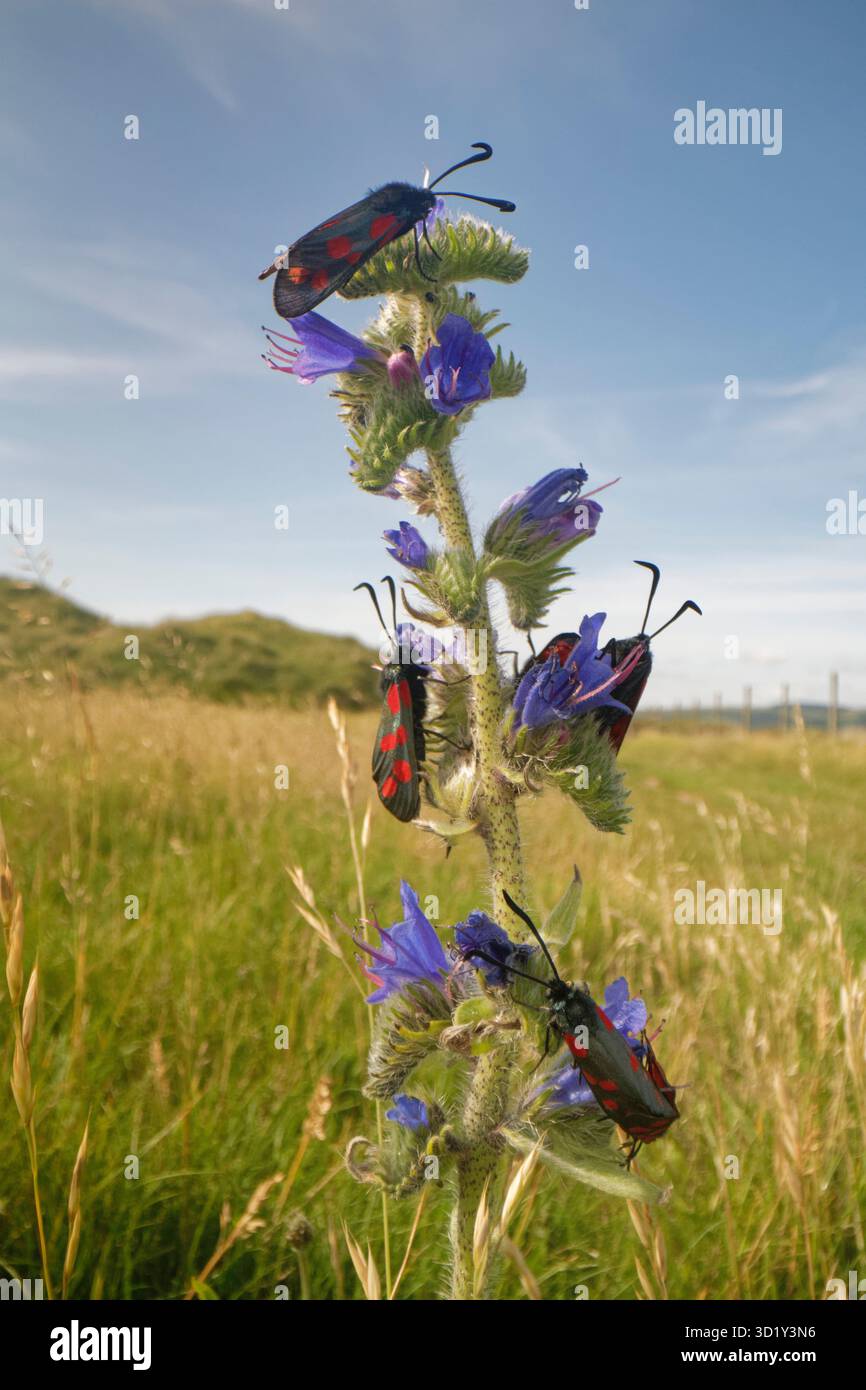 Five-spot burnet moths (Zygaena trifolii) nectaring in numbers on Viper ...