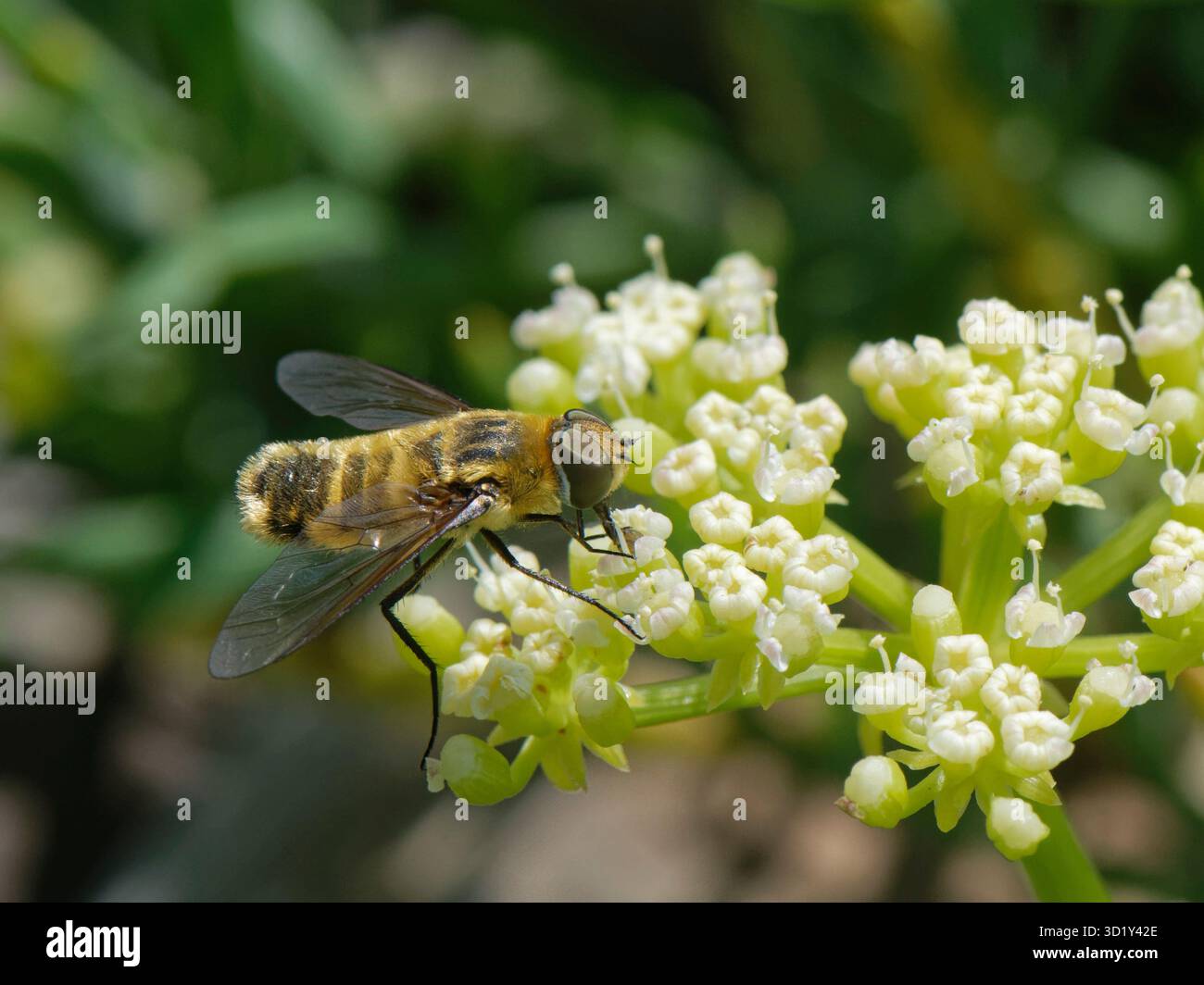 Dune bee fly villa modesta hi-res stock photography and images - Alamy