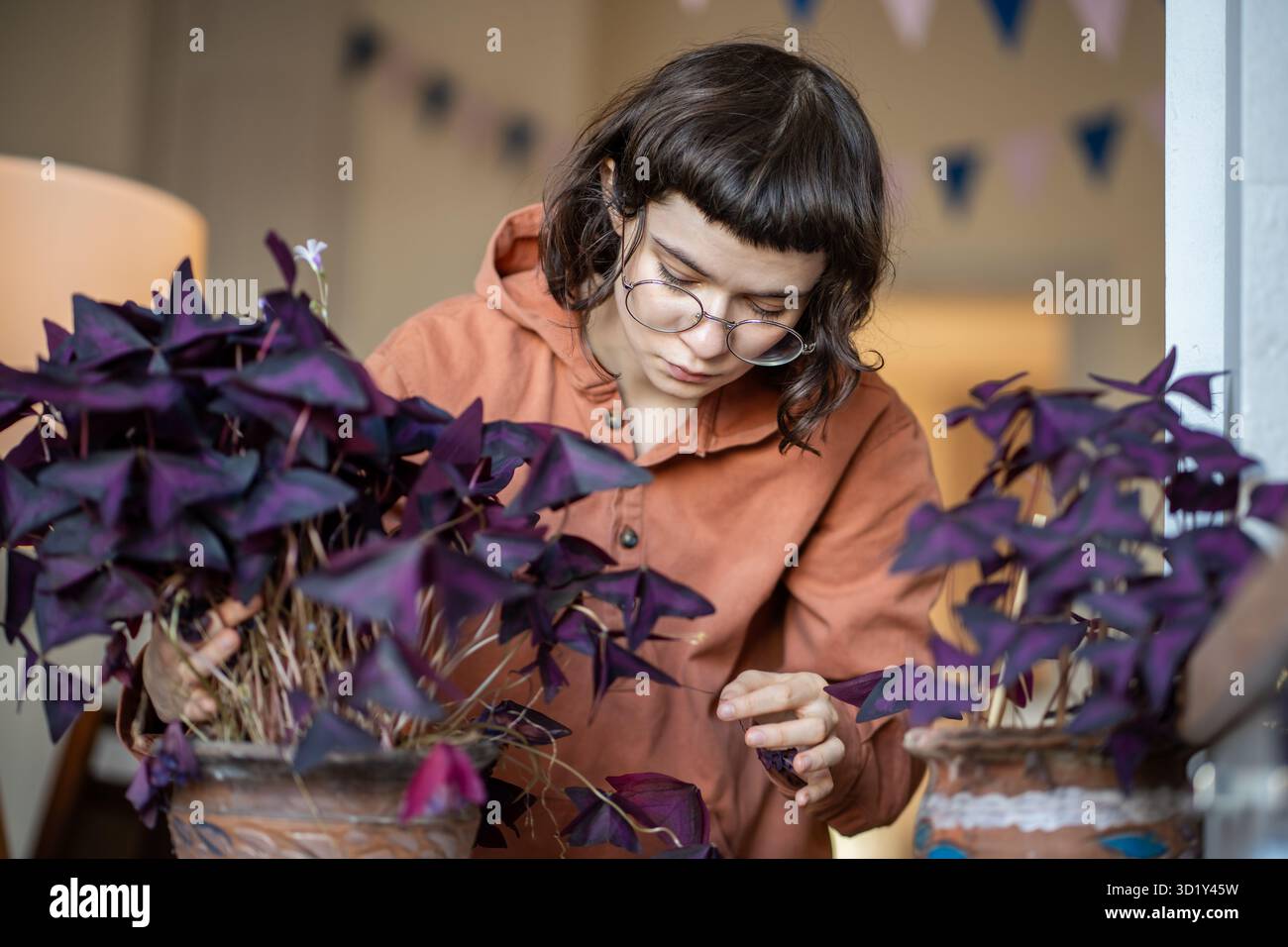 Girl removing dry purple leaves of Oxalis plants at home with dry air ...
