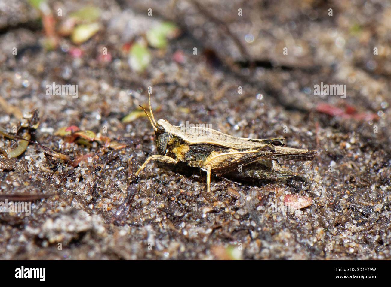Slender groundhopper (Tetrix subulata) on damp marshland ground, Kenfig ...