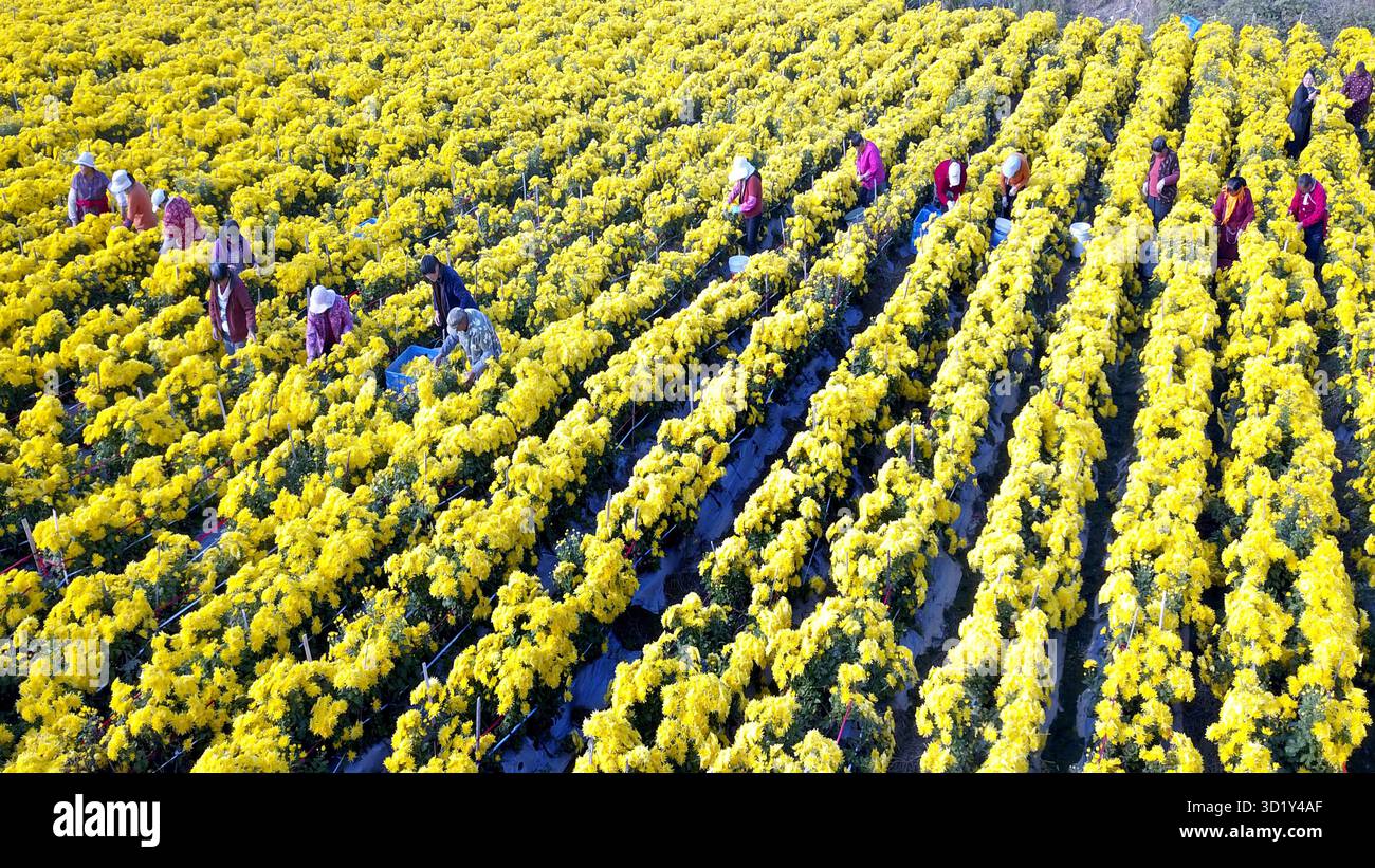 Planters harvest golden chrysanthemum in the field, Dongyuan Village ...