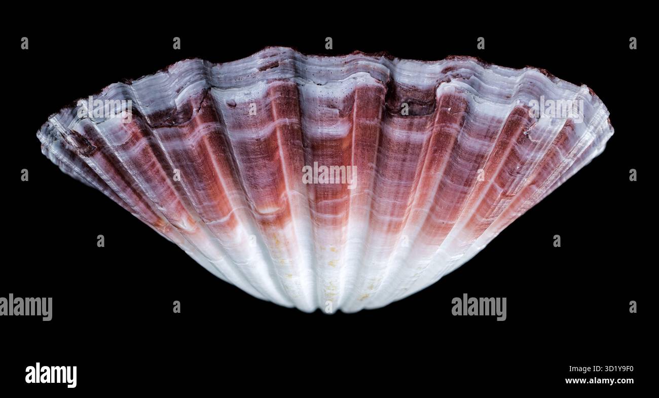 Pecten jacobaeus scallop shell on black background Stock Photo - Alamy