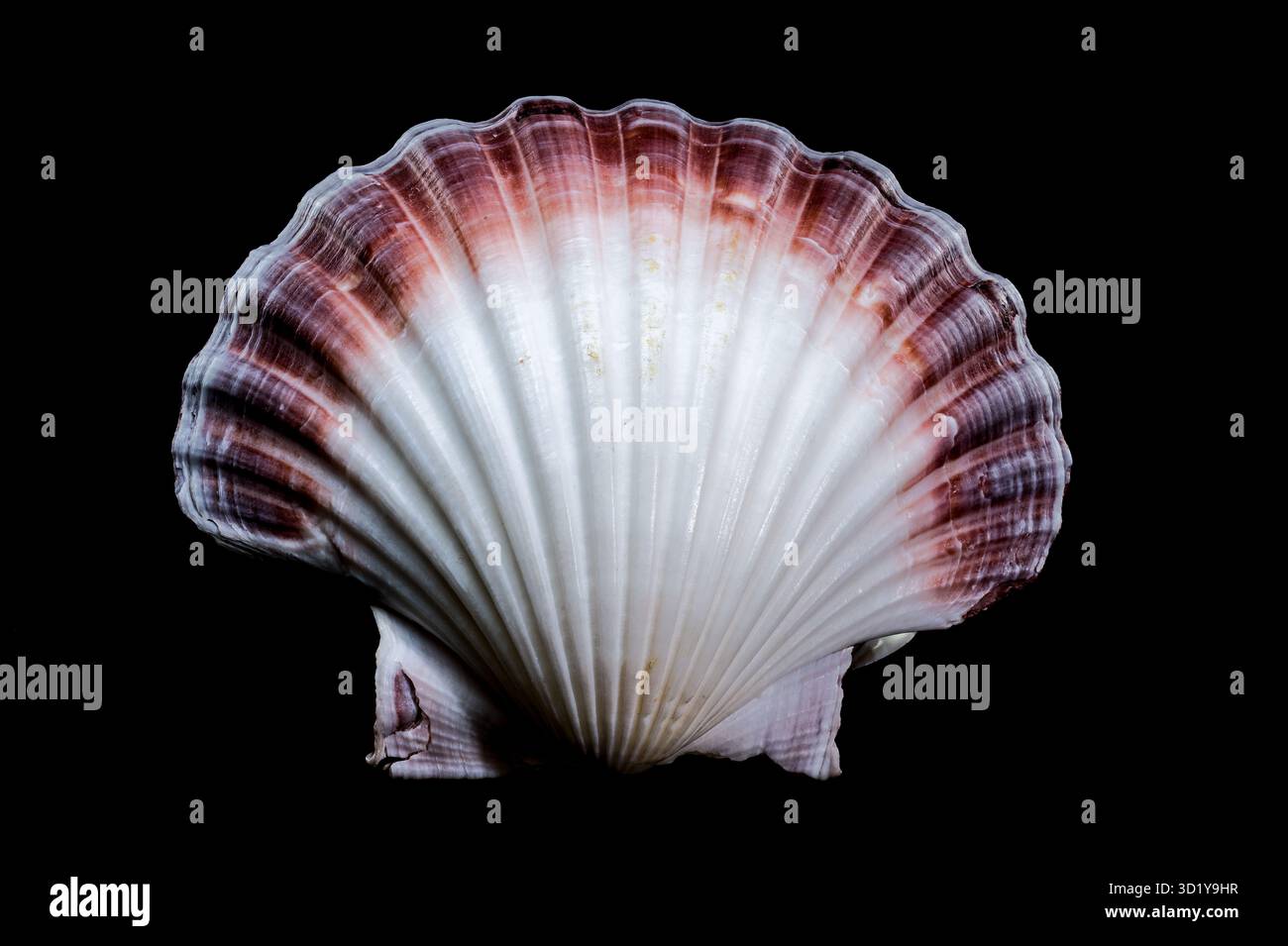 Pecten jacobaeus scallop shell on black background Stock Photo - Alamy