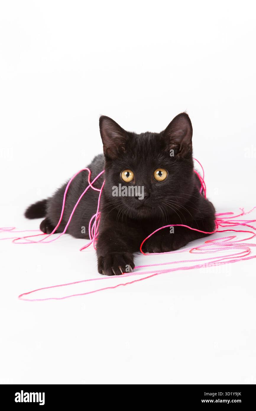 Female in black studio Cut Out Stock Images & Pictures - Alamy