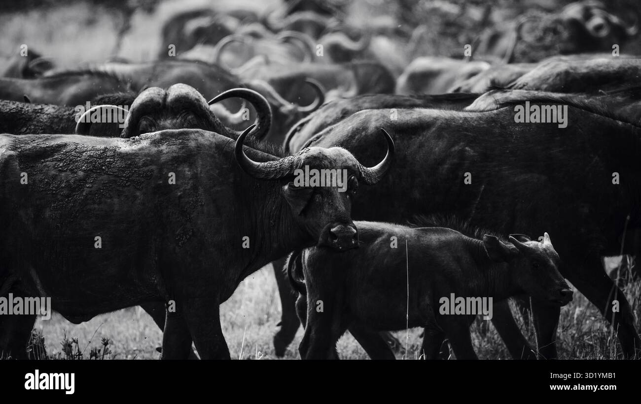 Stunning wildlife photo of African buffalo in Tanzania, captured on ...