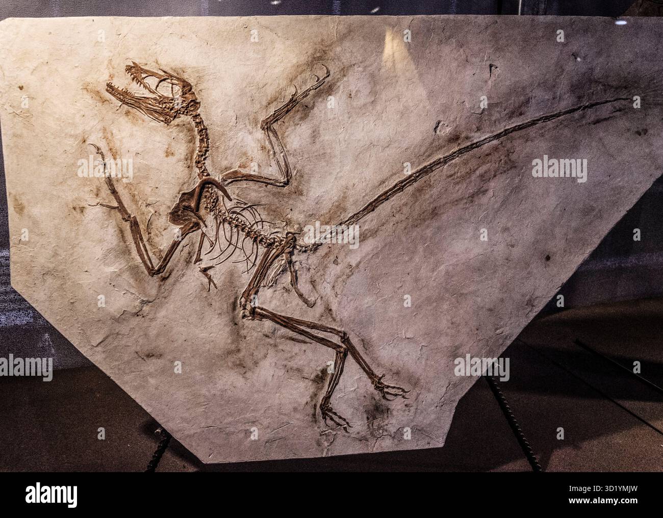 Dinosauriermuseum hi-res stock photography and images - Alamy