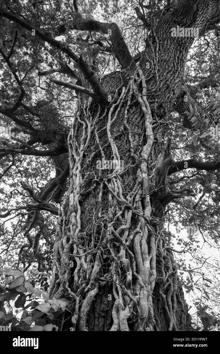 Vines growing on Black and White Stock Photos & Images - Alamy