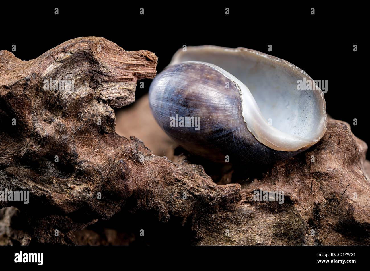 Nerite Snail Shell on Driftwood Stock Photo - Alamy