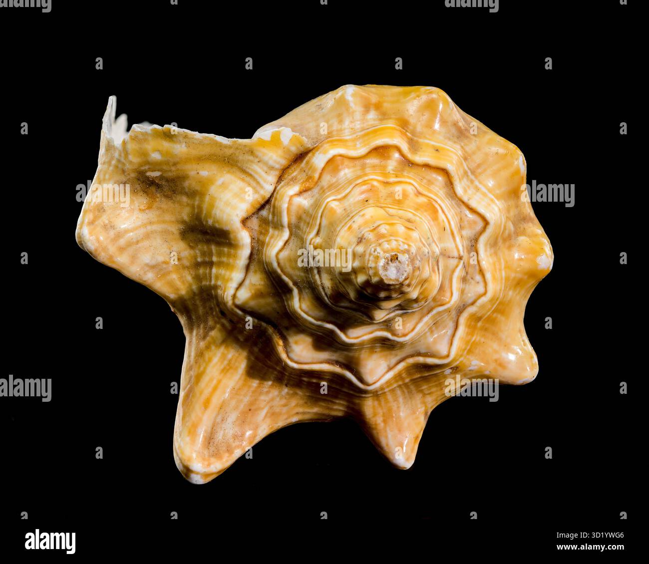 Strombus costatus hi-res stock photography and images - Alamy