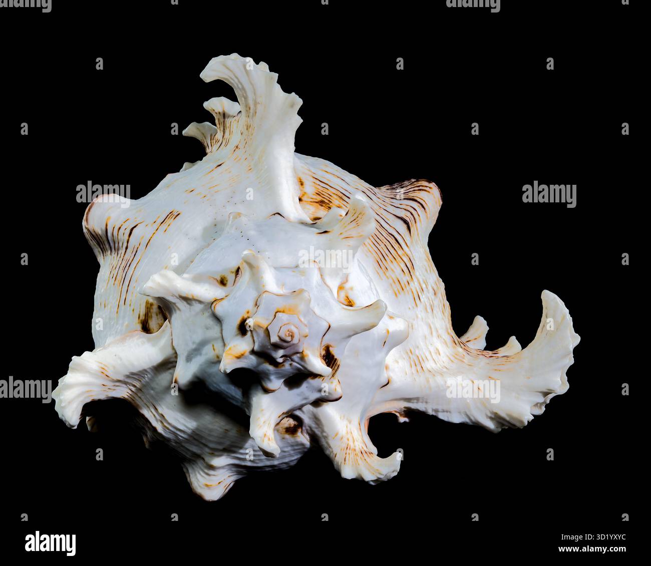 Chicoreus ramosus, commonly known as the ramose murex shell against a ...