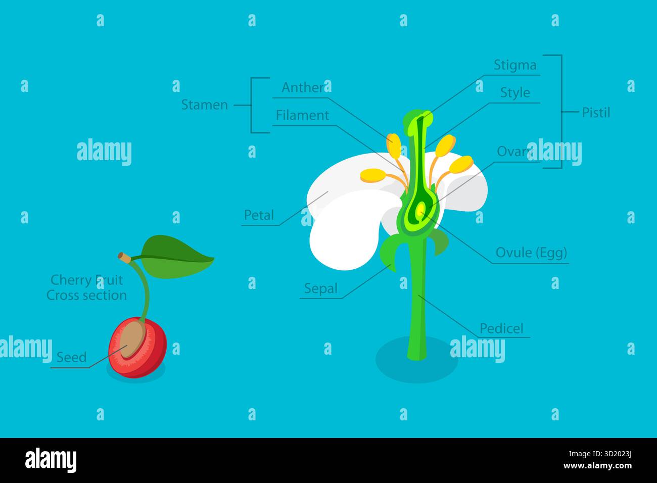 3D Isometric Flat Illustration of Anatomy Of Flower, Plant Reproductive ...