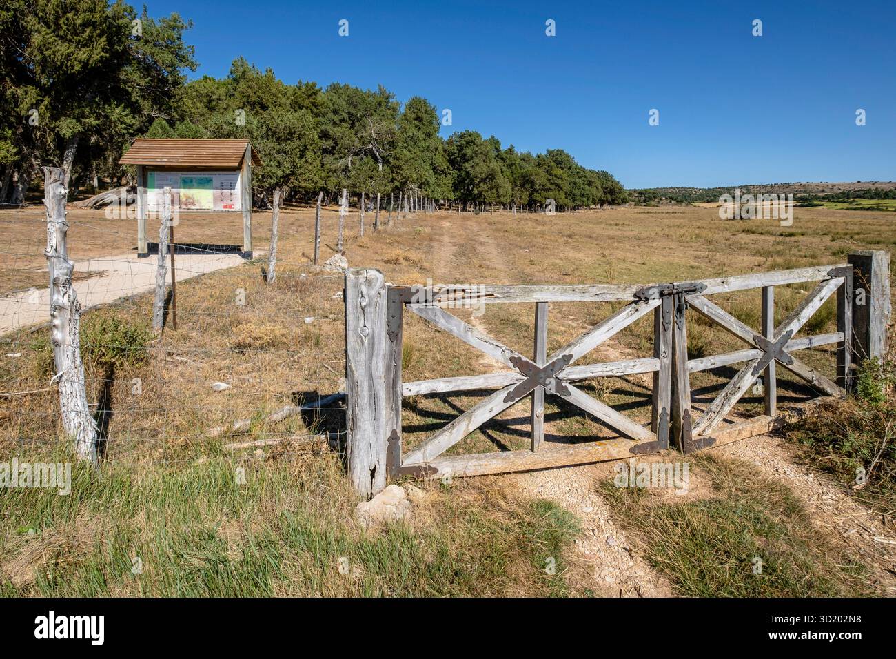 Juniper forest (Juniperus thurifera), listed monumental tree ...